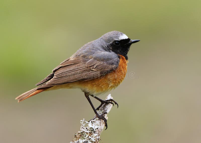 Common Redstart (Phoenicurus Phoenicurus) Male Closeup Sitting on a ...