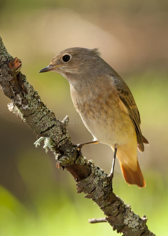 Common Redstart (Phoenicurus Phoenicurus) Stock Photo - Image of wing ...