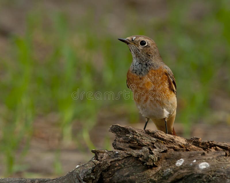 Common Redstart (Phoenicurus Phoenicurus) Stock Image - Image of pets ...