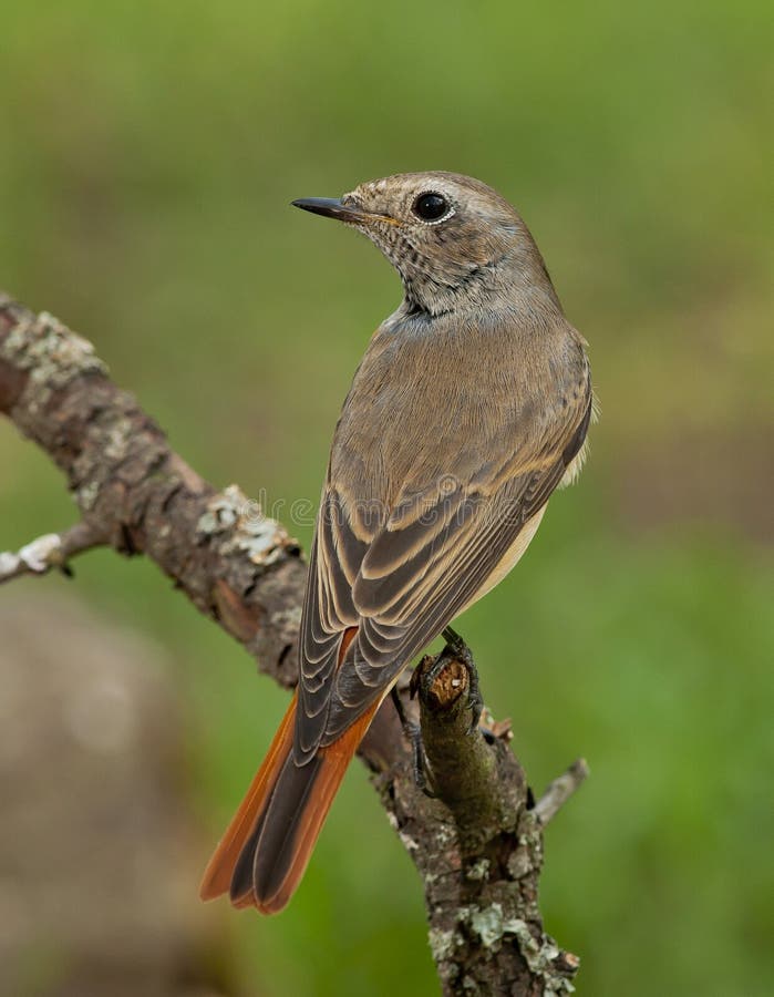 Common Redstart (Phoenicurus Phoenicurus) Stock Photo - Image of ...