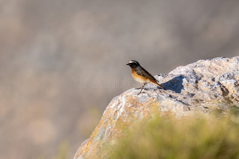 Common Redstart (Phoenicurus Phoenicurus) on the Rocks in the Uae Stock ...