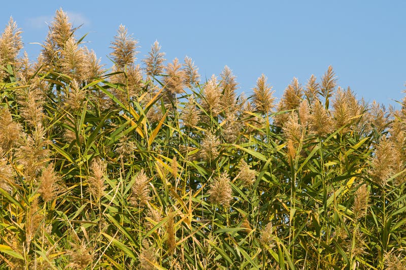 Common reed. stock photo. Image of cane, reed, southern - 11282582
