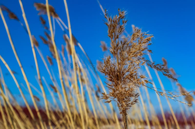 Common Reed Against the Blue Sky Stock Image - Image of reed, blue ...