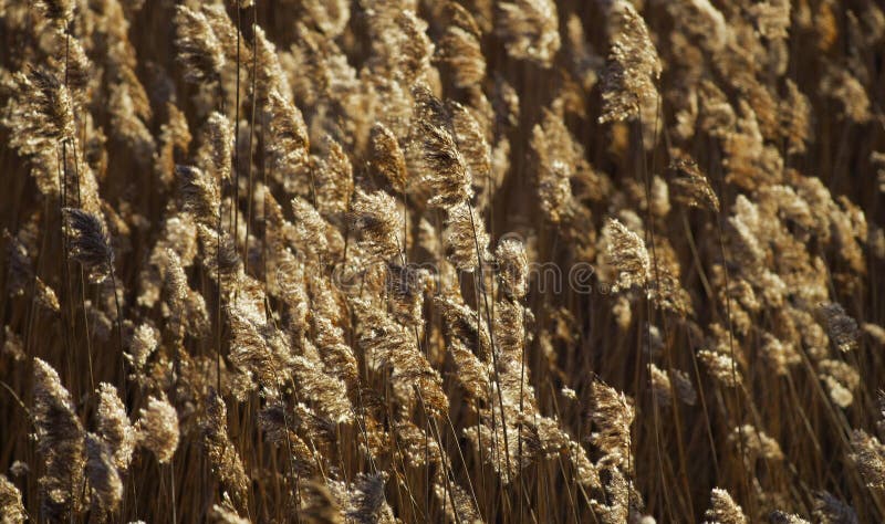 Common reed background stock photo. Image of backdrop - 90719376