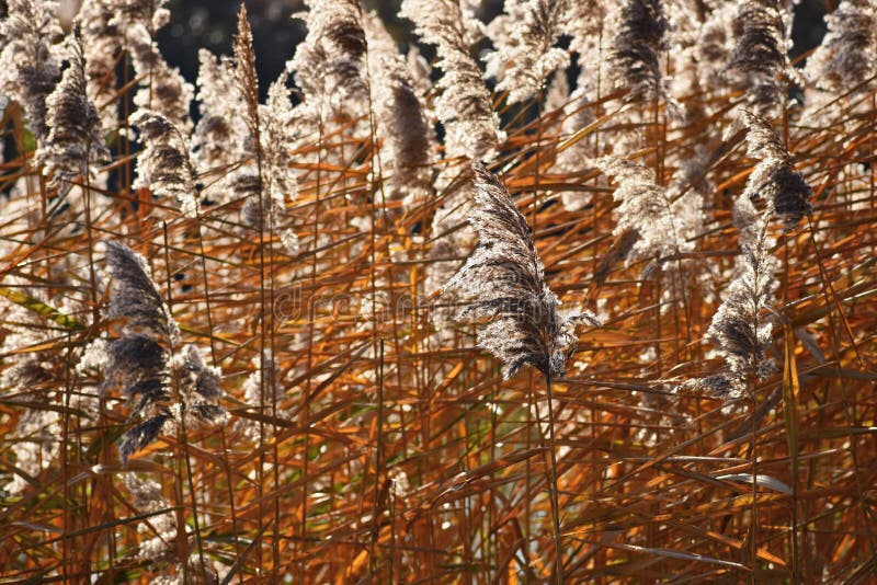 Common Reed. Beautiful Natural Background with the Sun Stock Photo ...