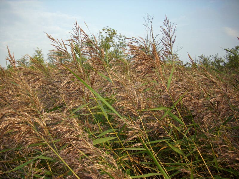 Common reed bed stock image. Image of marsh, nature, stalk - 96400077