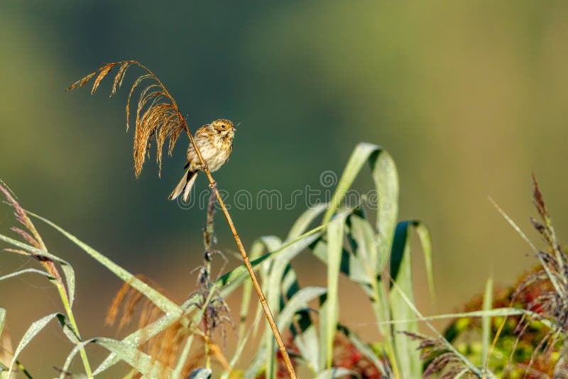Common Reed Bunting Bird in the Reed Stock Photo - Image of nature ...