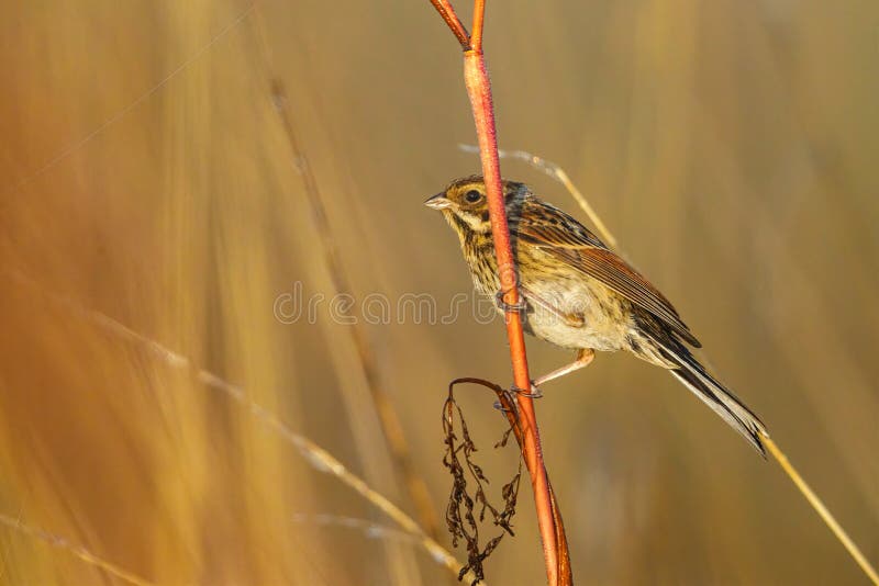 Common Reed Bunting Bird in the Reed Stock Photo - Image of reed, bird ...