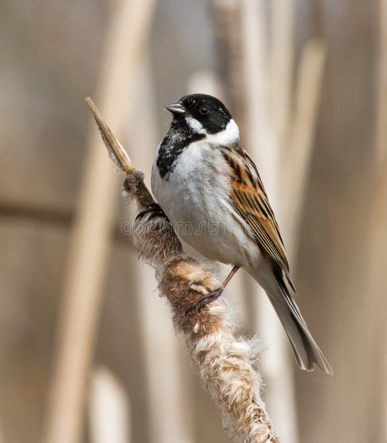 Common Reed Bunting on the Reedmace Stock Image - Image of floodplain ...
