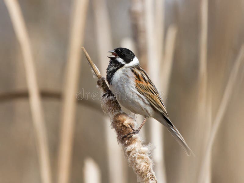 Common Reed Bunting on the Reedmace Stock Photo - Image of bottom ...