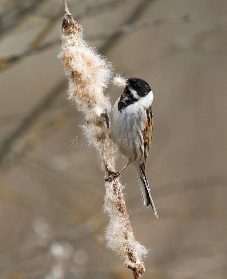 Common Reed Bunting on the Reedmace Stock Photo - Image of morning ...
