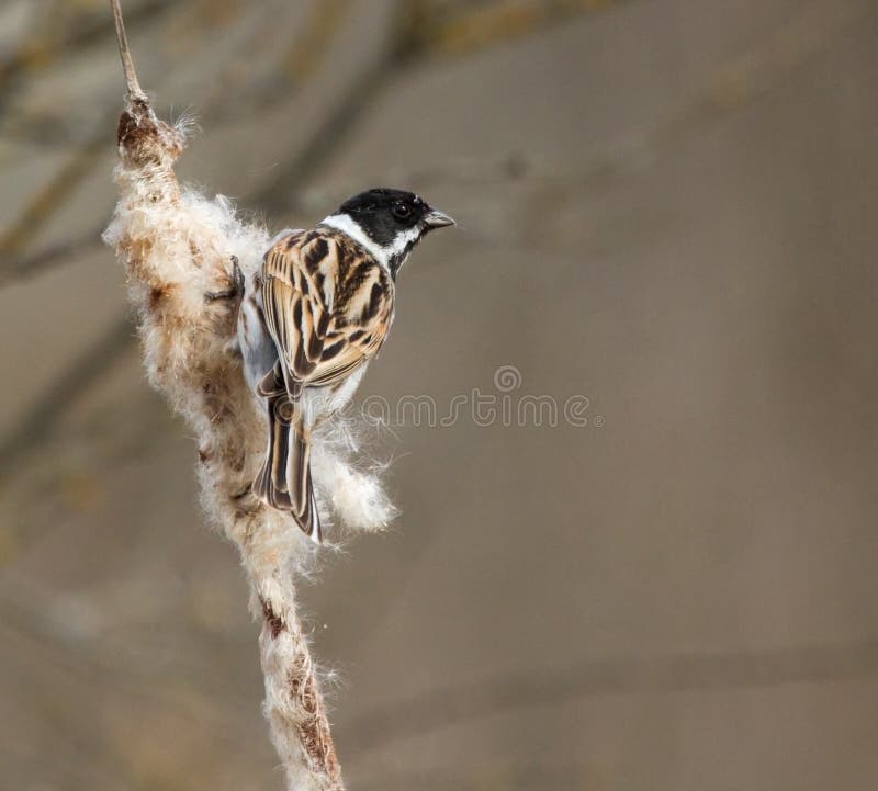 Common Reed Bunting on the Reedmace Stock Image - Image of birdwatching ...