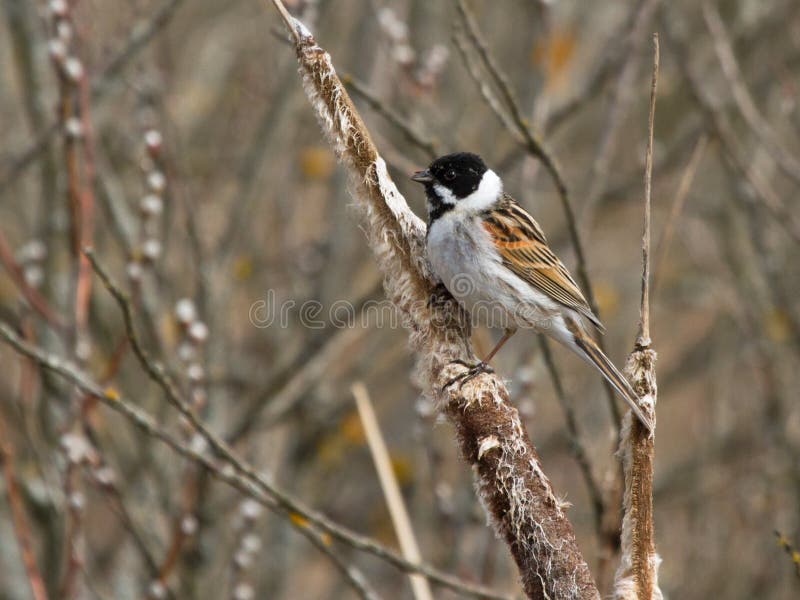 Common Reed Bunting on the Reedmace Stock Photo - Image of spring ...