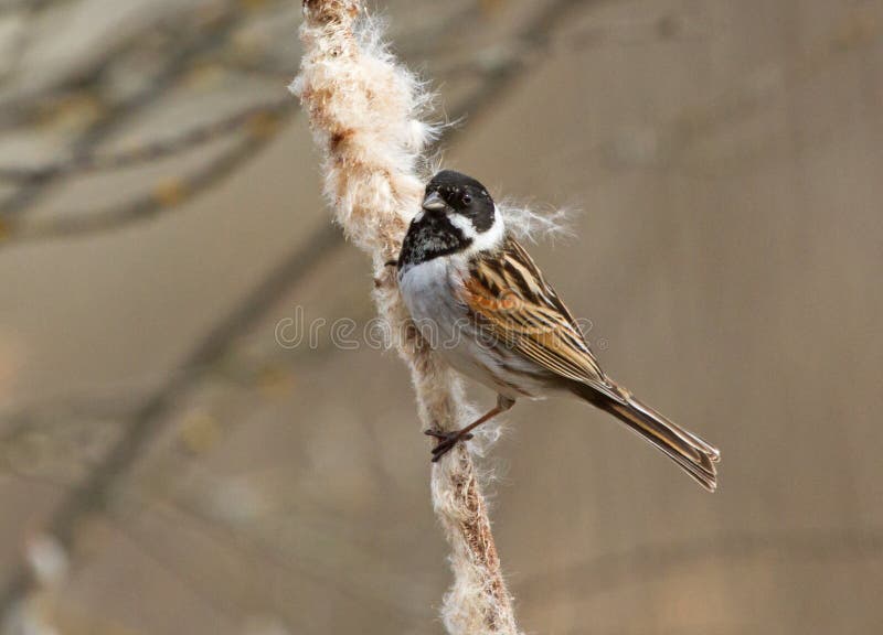 Common Reed Bunting on the Reedmace Stock Image - Image of thicket ...