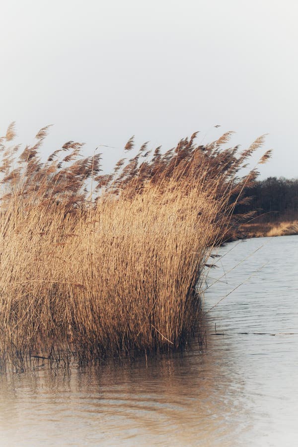 Common reed stock photo. Image of reed, grass, issues - 241444386