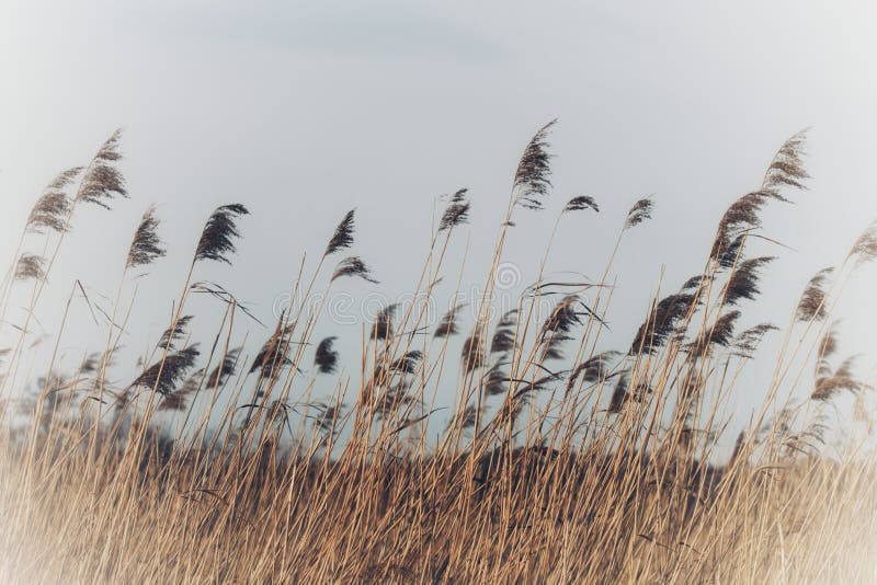 Common reed stock image. Image of backgrounds, forest - 241444475
