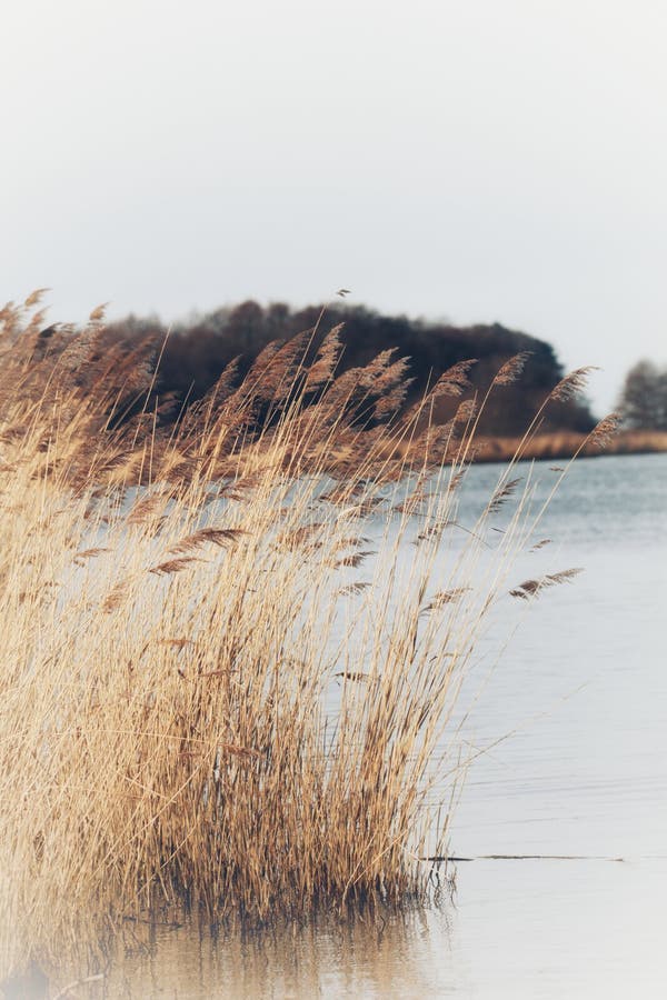 Common reed stock photo. Image of green, border, nature - 241444610