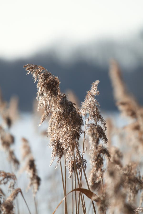 Common reed stock image. Image of edge, color, power - 261210027