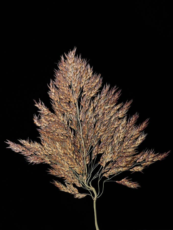 Common Reed stock photo. Image of dried, grain, chinese - 198531194