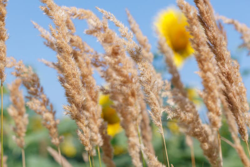 Common Reed, Dry Reed Against Blue Sky, Phragmites. Close-up Stock ...