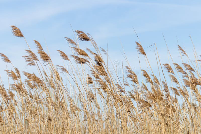 Common Reed, Dry Reeds, Blue Sky, Phragmites Australis Stock Photo ...