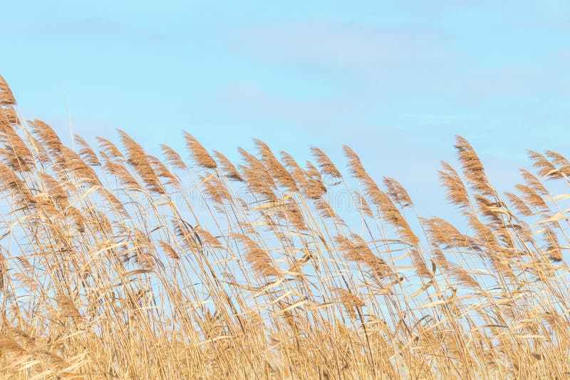 Common Reed, Dry Reeds, Blue Sky, Phragmites Australis Stock Image ...