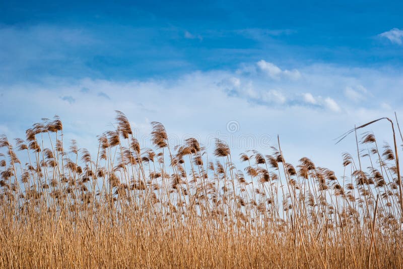 Dry Reeds, Blue Sky, Phragmites Australis Stock Photo - Image of ...