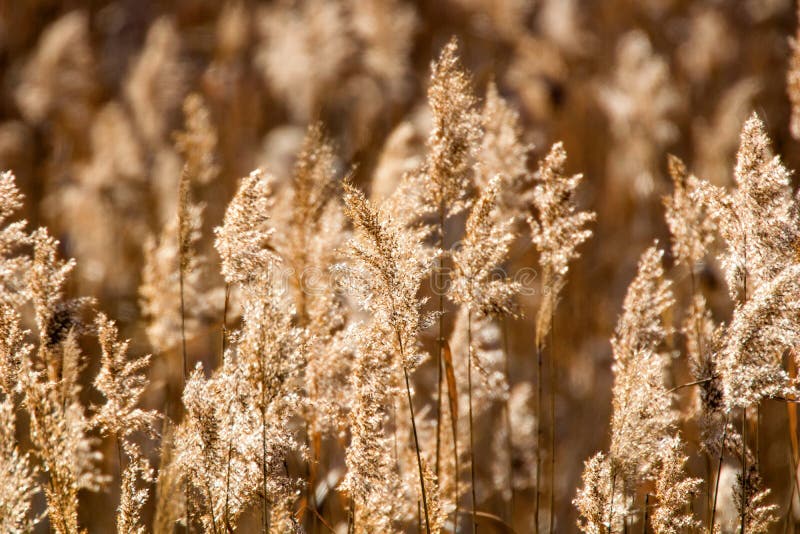 Common Reed, Dry Reeds Phragmites Australis Reed Background Stock Image ...