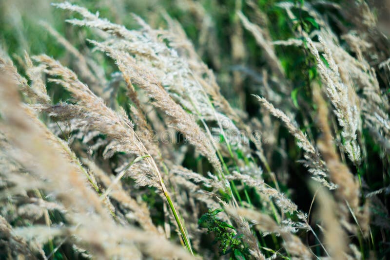 Common Reed Field - Great for a Natural Wallpaper Stock Photo - Image ...