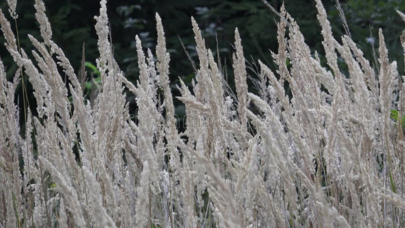 Common Reed, or Southern Reed, Phragmites Australis, a Tall Perennial ...