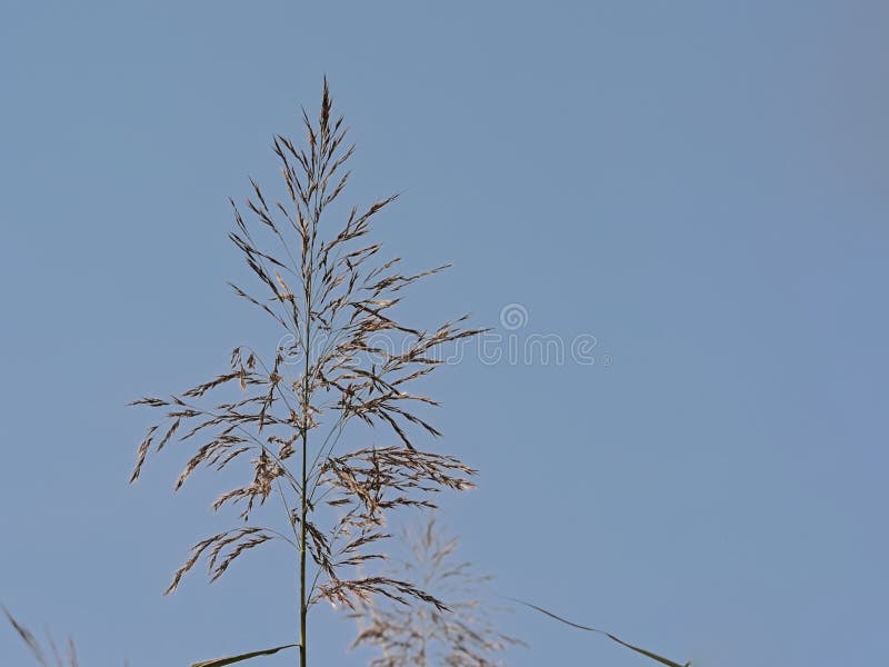 Flowering Reed on a Clear Blue Sky Stock Photo - Image of wildflower ...