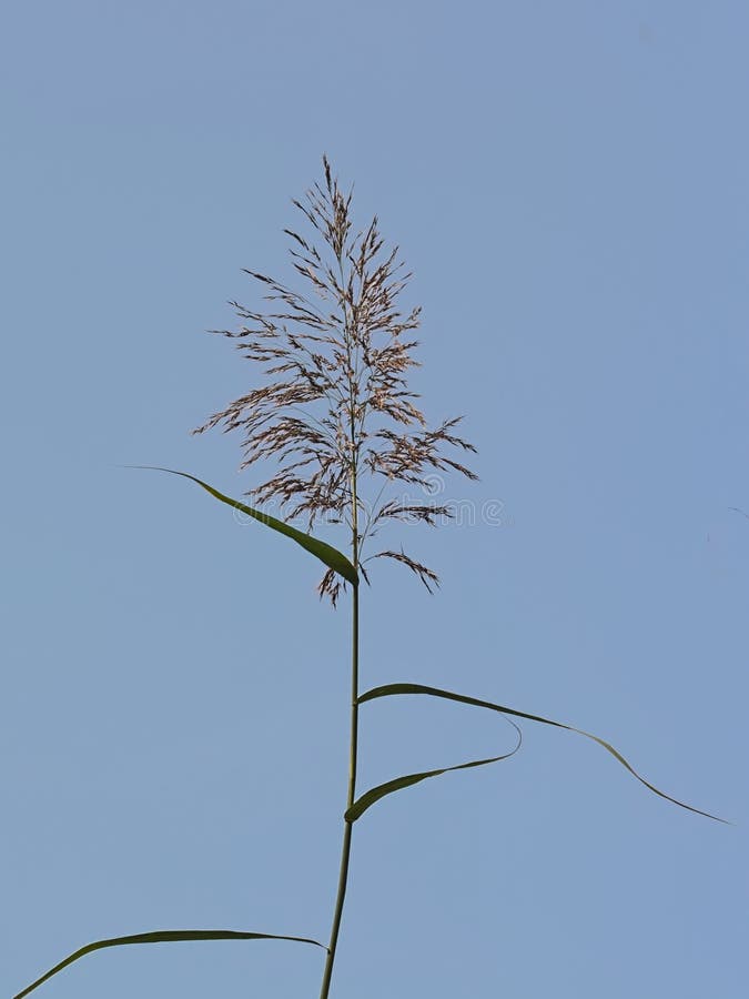Flowering Reed on a Clear Blue Sky Stock Image - Image of wetland ...