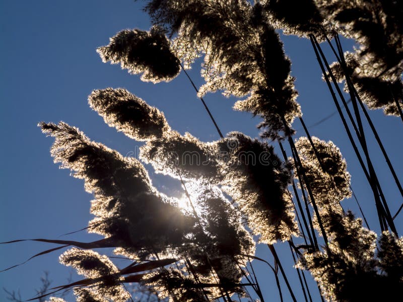 Common Reed Flowers in Black Light in Winter Stock Image - Image of ...