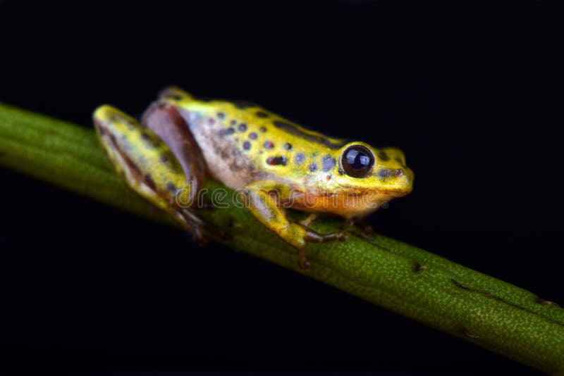 Spotted Reed Frog / Hyperolius Substriatus Stock Photo - Image of ...