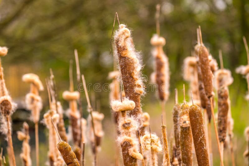Common Reed Going To Seed by a Pond in Cumbria Stock Photo - Image of ...