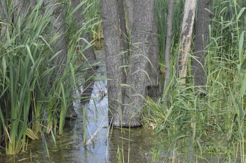 115 Trees Growing Swampy Pond Stock Photos - Free & Royalty-Free Stock Photos from Dreamstime