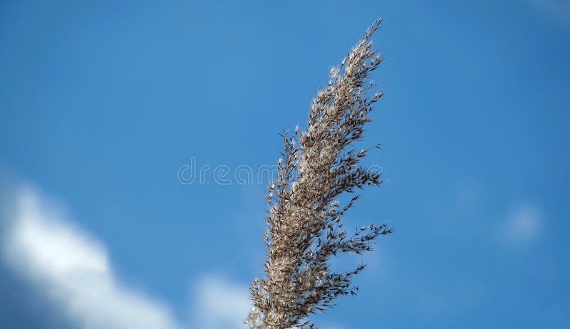 Common Reed Herbaceous Plant Stock Photo - Image of field, gardener ...