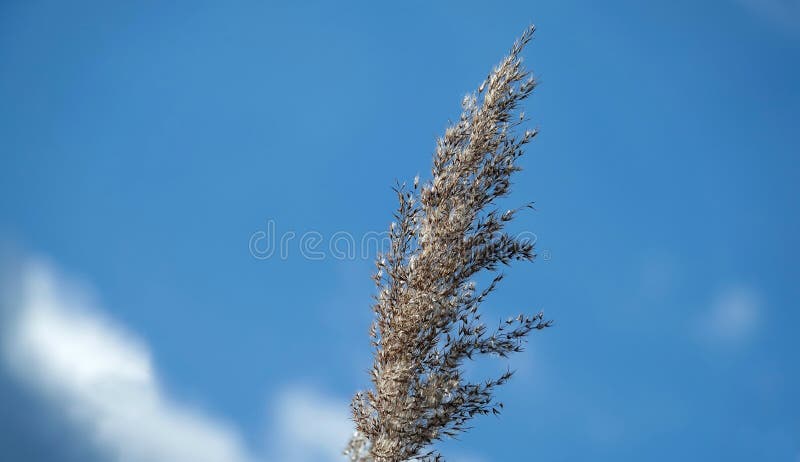 Common Reed Herbaceous Plant Stock Photo - Image of ukraine, fruits ...
