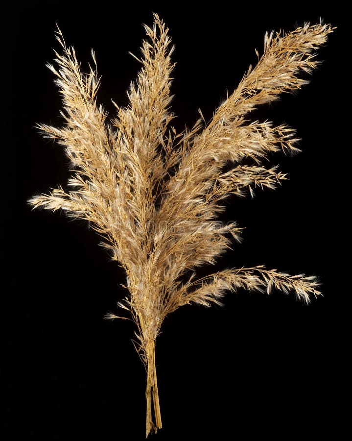 Common reed seed heads stock image. Image of heads, vegetation - 63414527