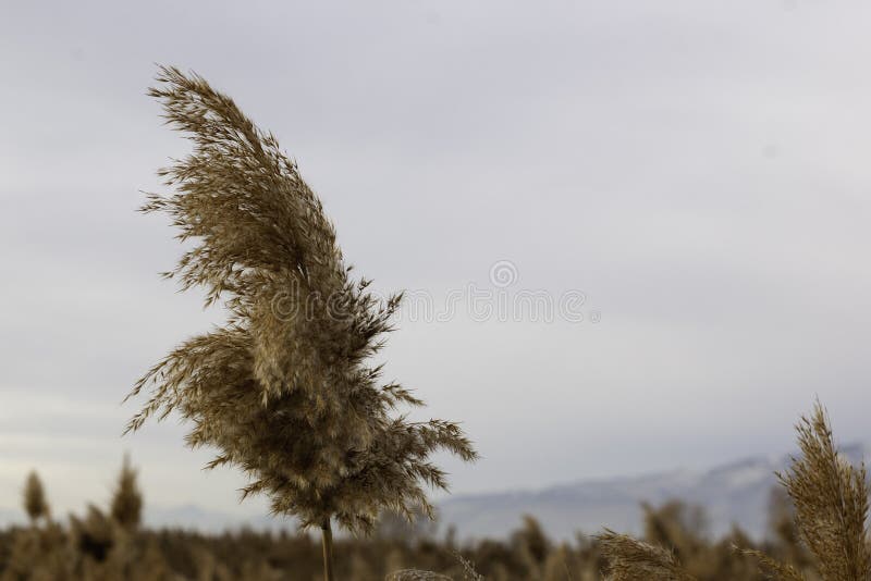 Common reed seed heads stock image. Image of heads, vegetation - 63414527