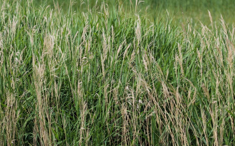 Common Reed or Phragmites Australis Along a Ditch Stock Photo - Image ...