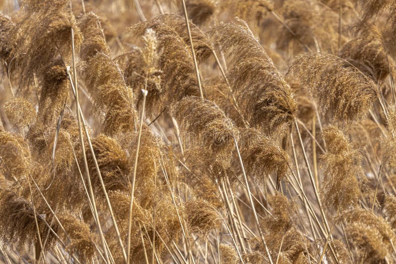 Common Reed along a Lake stock image. Image of head - 245524373