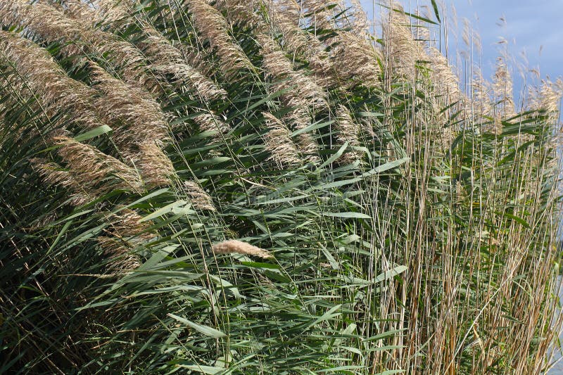 Phragmites Australis, Also Called Common Reed or Reed Stock Image ...