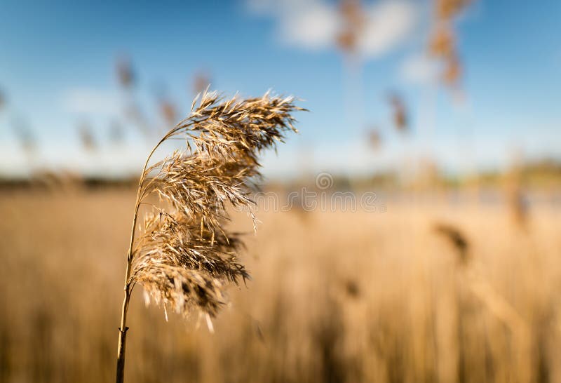 Common Reed Phragmites Australis As Background or Texture Stock Image ...