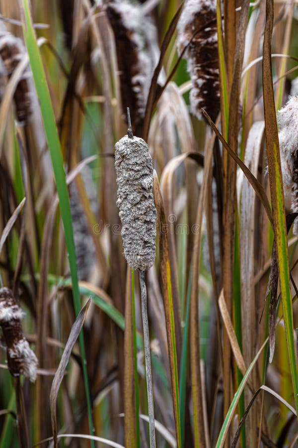 Common Reed stock image. Image of communis, tree, angiospermae - 301316787