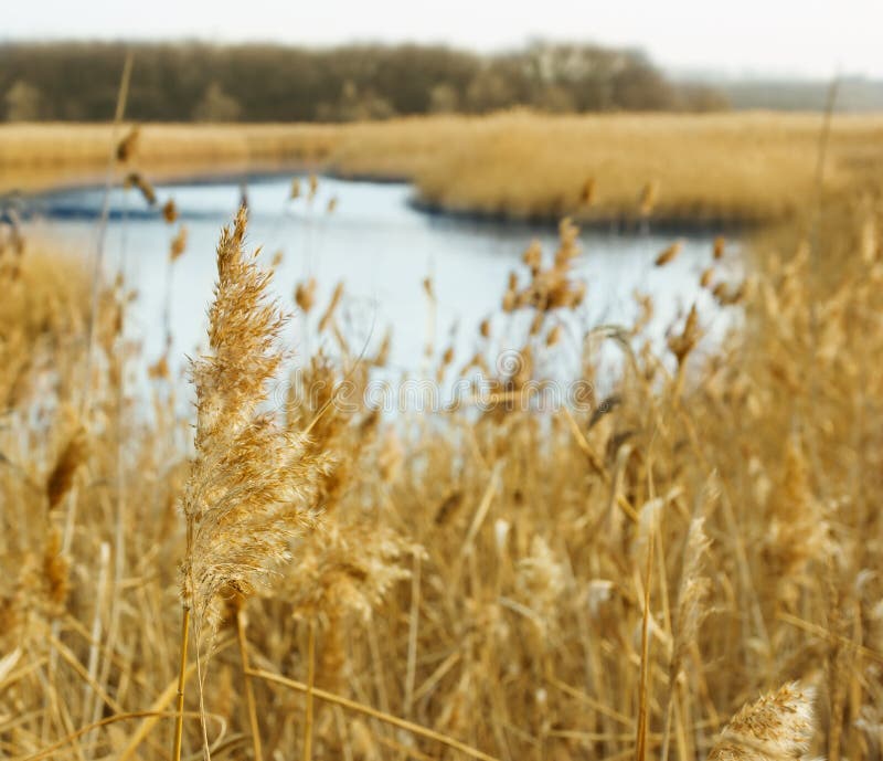 Common reed seed heads stock image. Image of heads, vegetation - 63414527