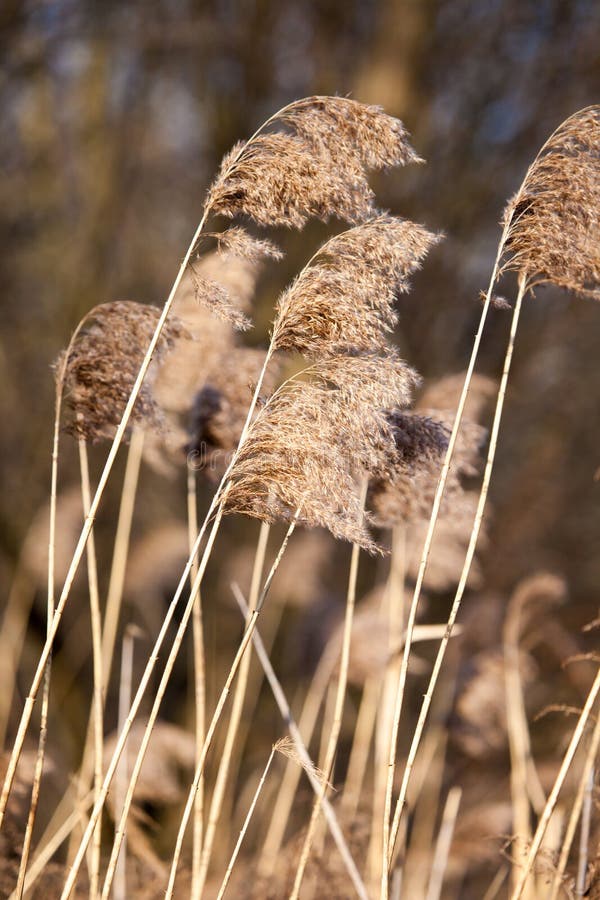 Reed in a lake stock photo. Image of botany, furry, macro - 4465486
