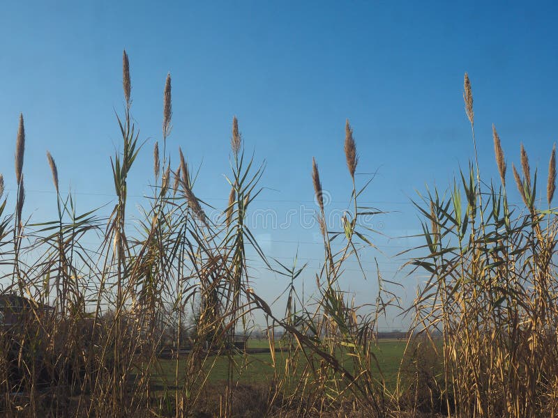 Common reed plant stock image. Image of plantae, phragmites - 141475241