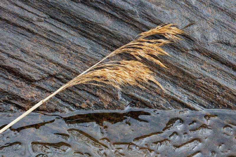 Reed seed head stock image. Image of detailed, nature - 45534887