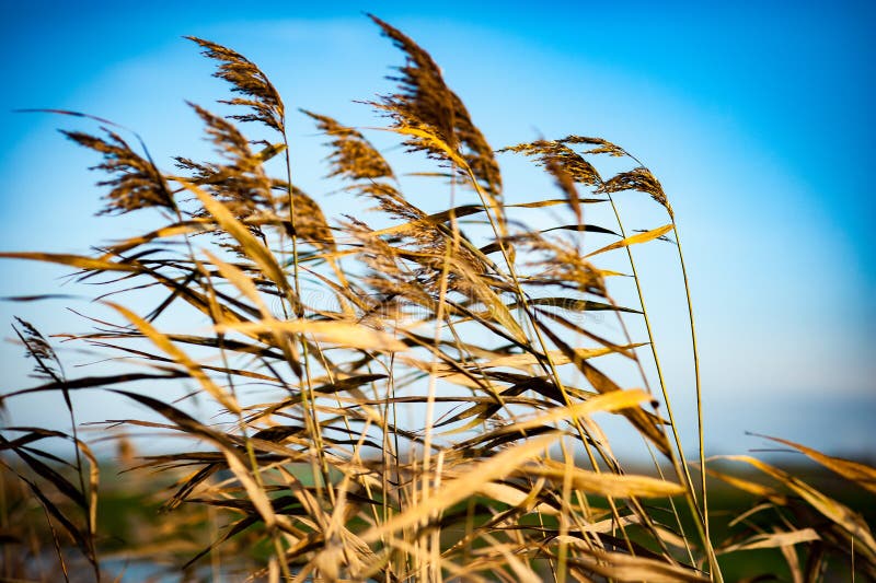 Common reed seed heads stock image. Image of heads, vegetation - 63414527